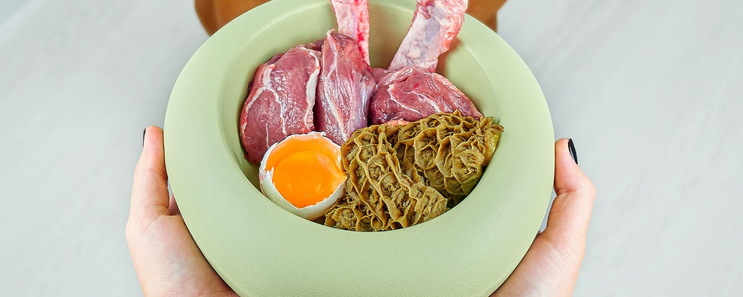 Smiju li psi jesti jaja? Nutritivne vrijednosti, rizici i preporuke ...